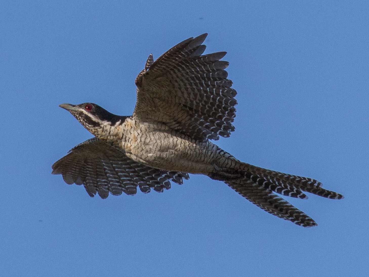 Pacific Koel - eBird