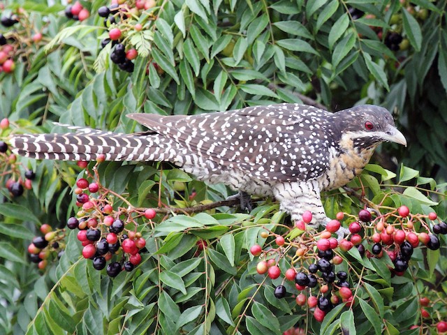 Photos - Pacific Koel - Eudynamys orientalis - Birds of the World