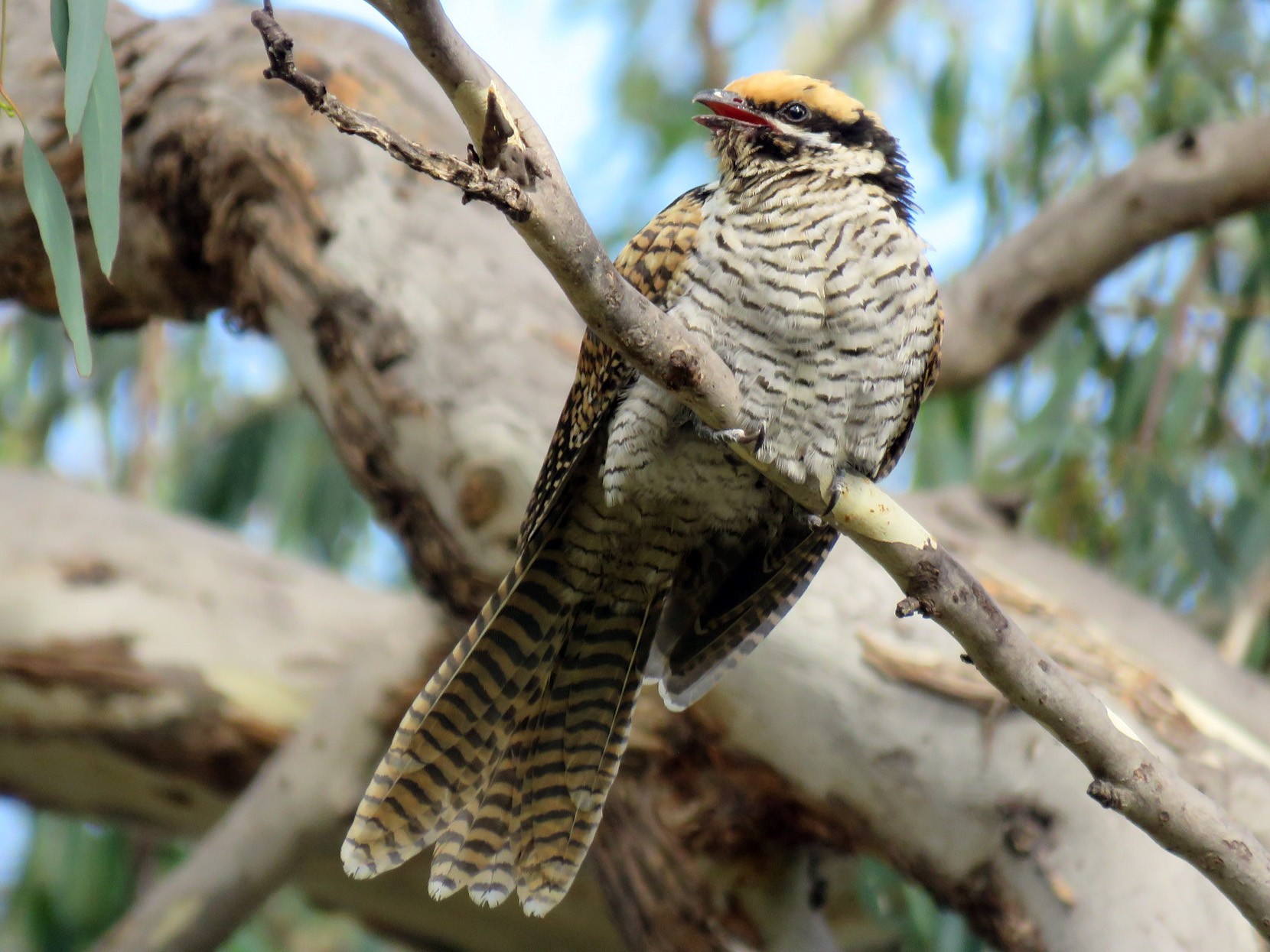 Pacific Koel - eBird
