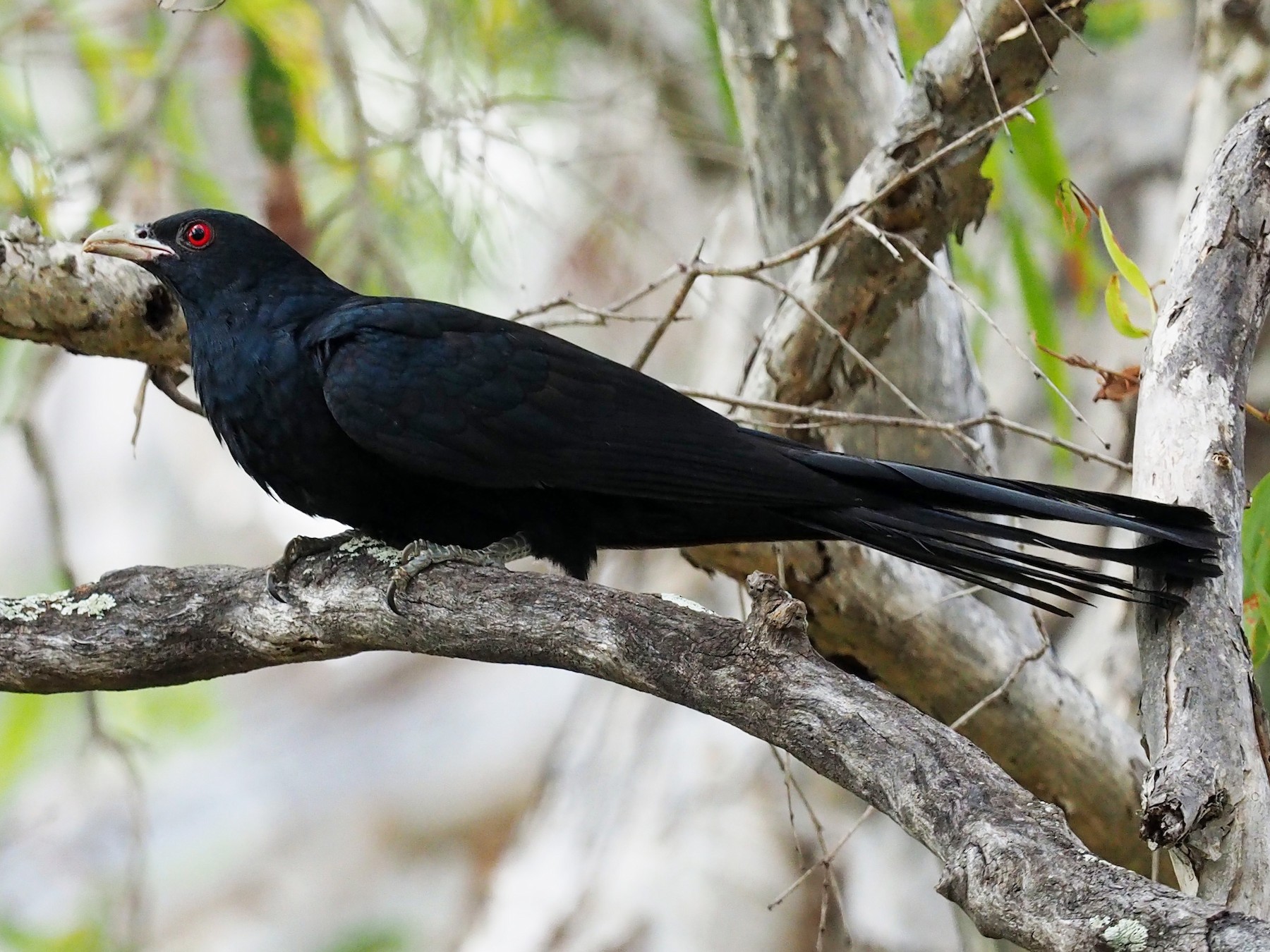 Pacific Koel - eBird