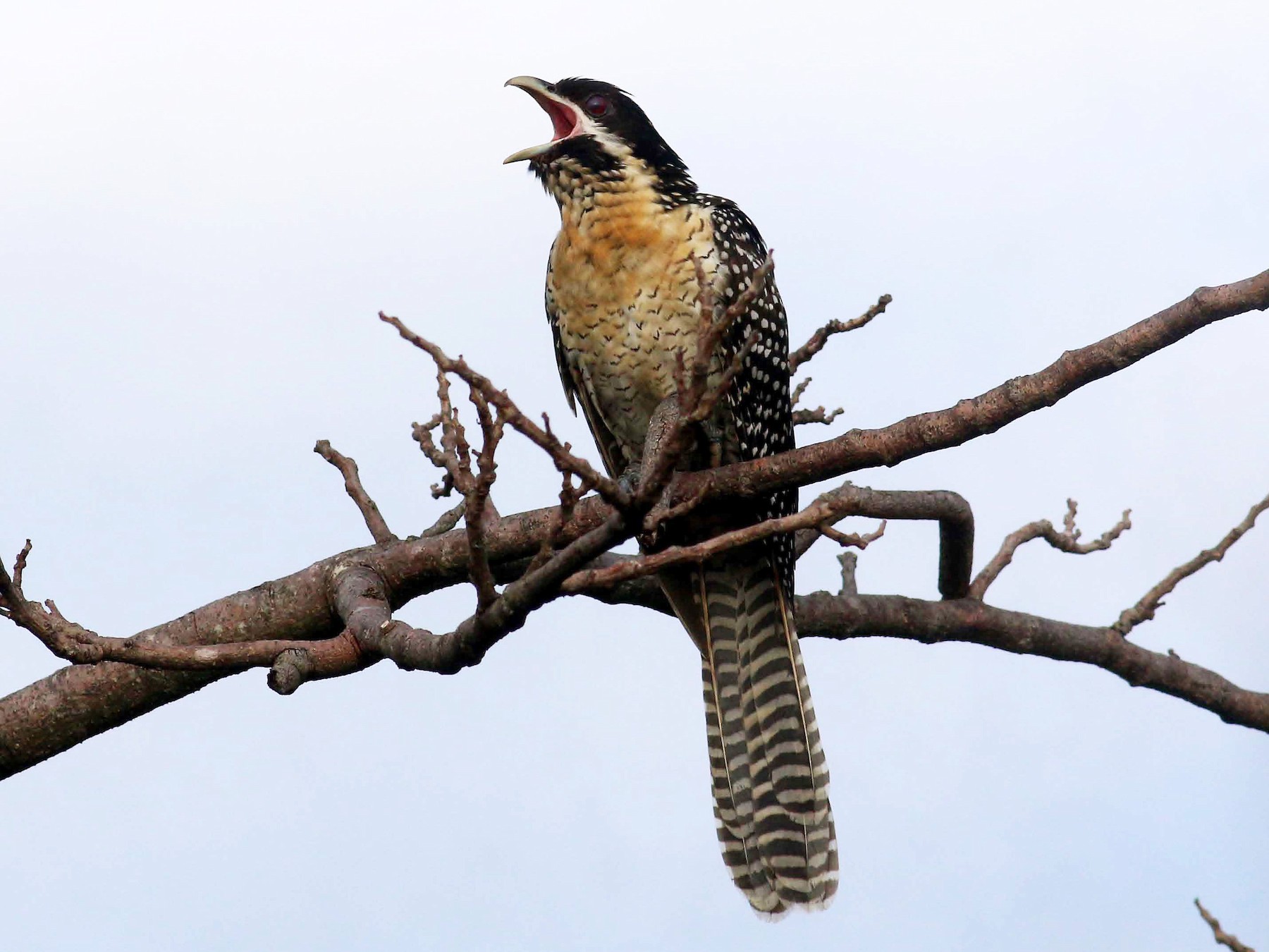 Pacific Koel - eBird