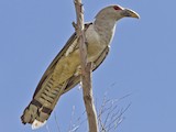 Channel-billed Cuckoo - Abundance map: Pre-breeding migration - eBird ...