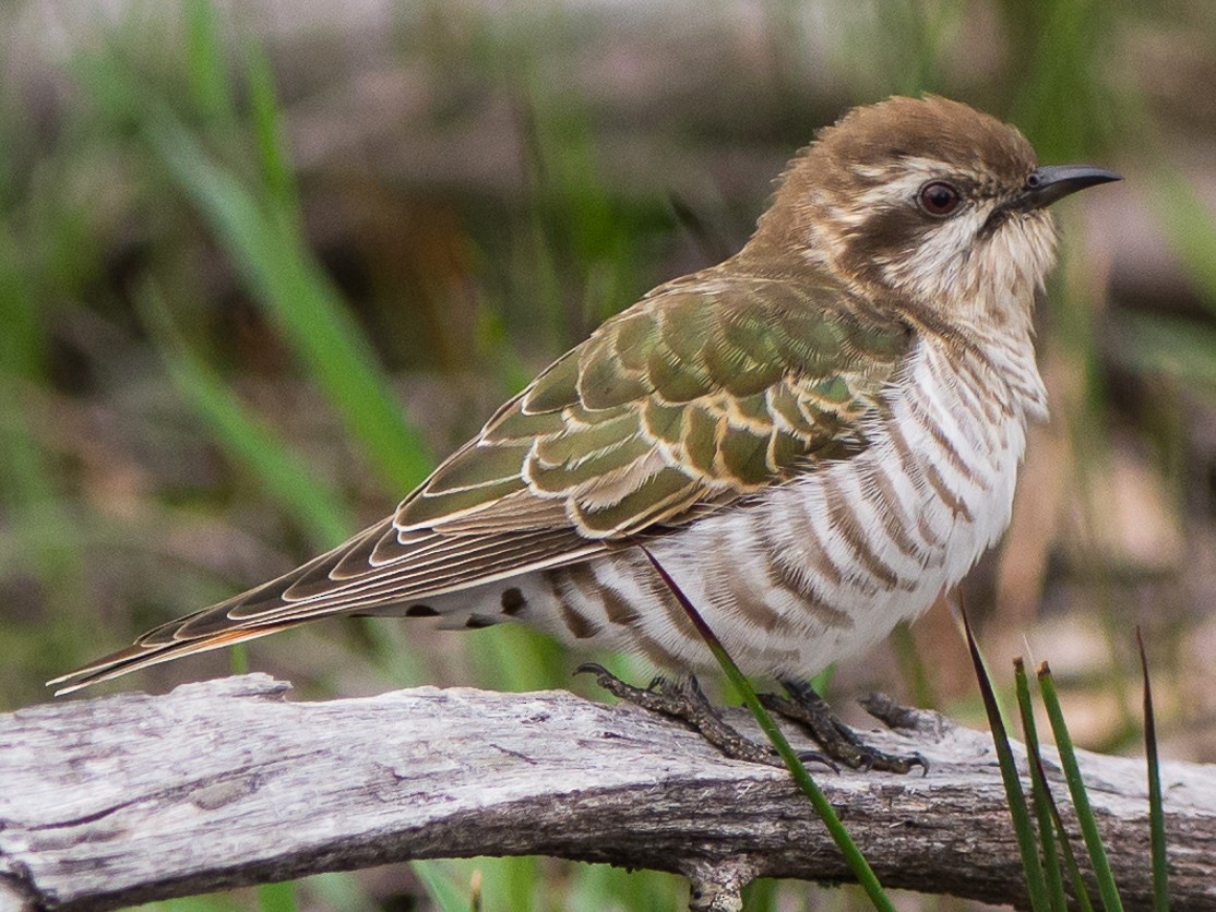 Cuclillo de Horsfield - eBird