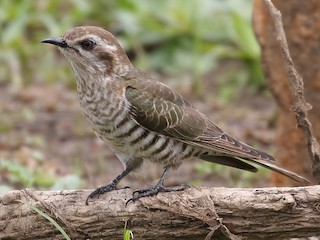 Horsfield's Bronze-Cuckoo - eBird