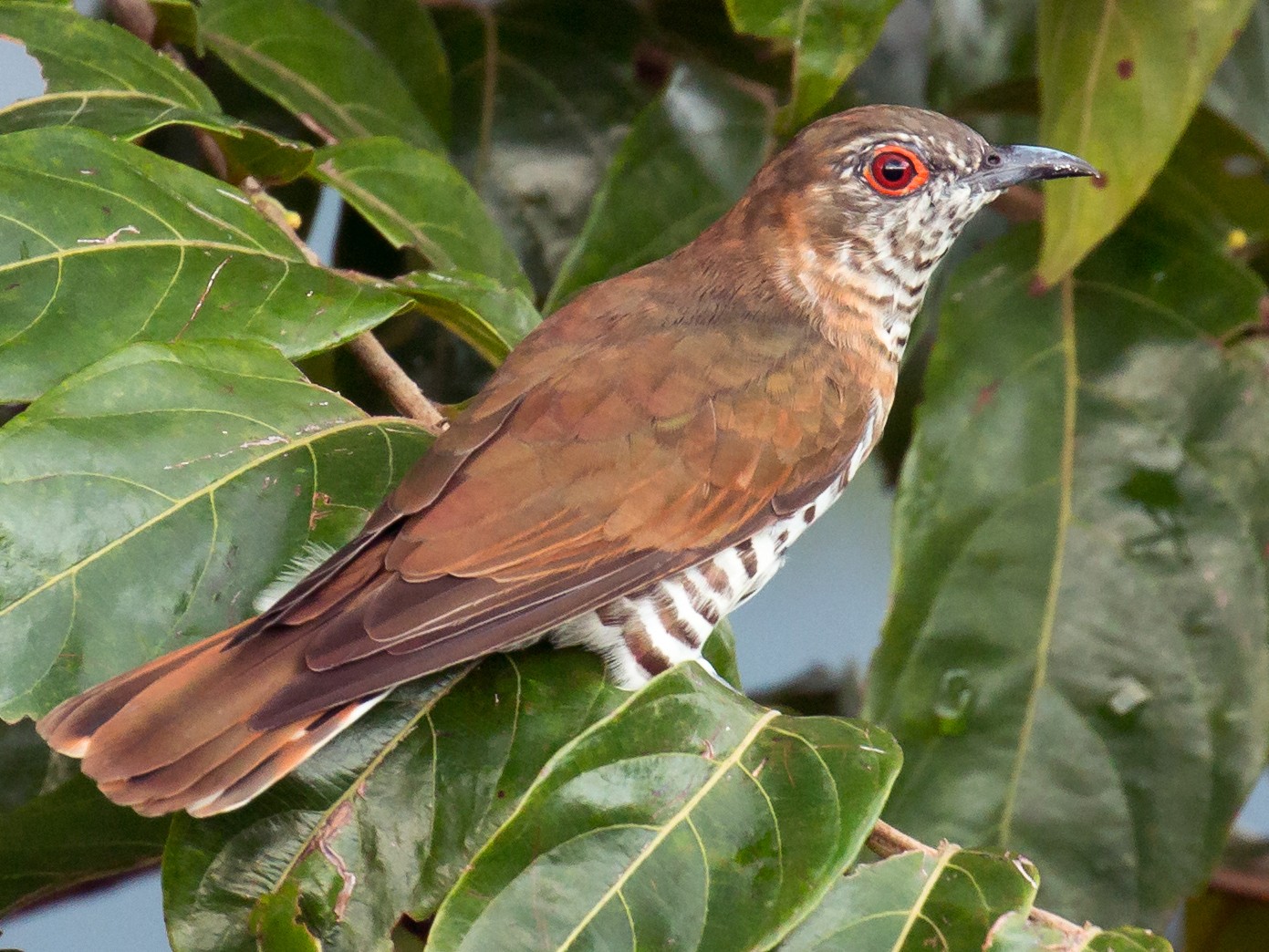 Little Bronze-Cuckoo - eBird