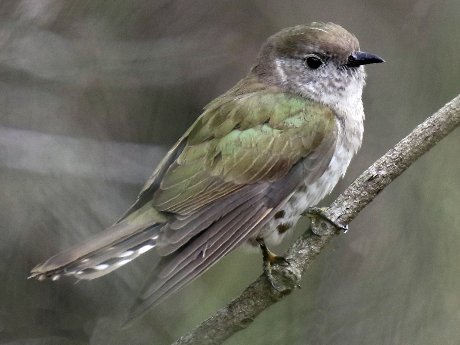 Little Bronze-Cuckoo - eBird