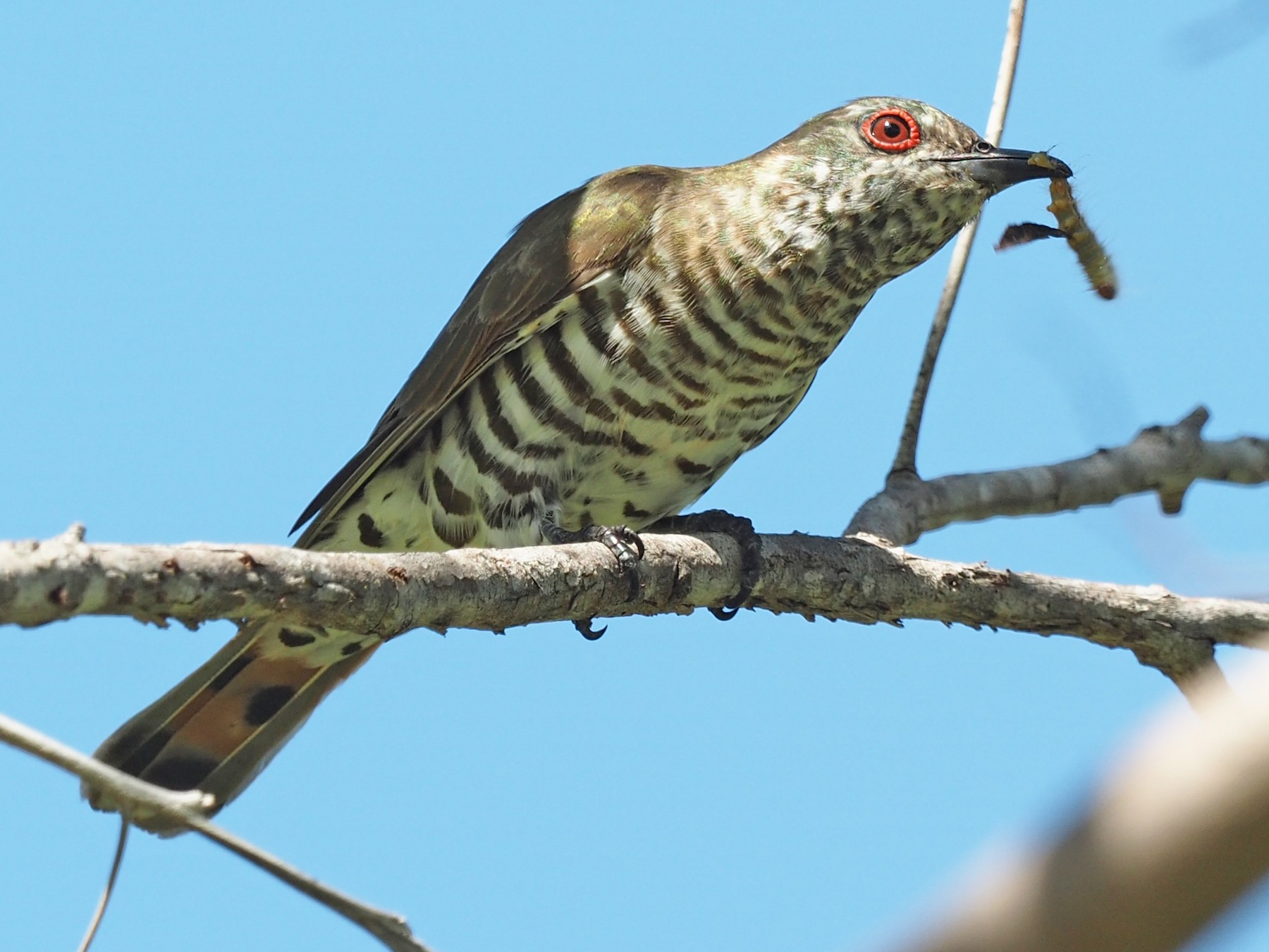 Little Bronze-Cuckoo - eBird