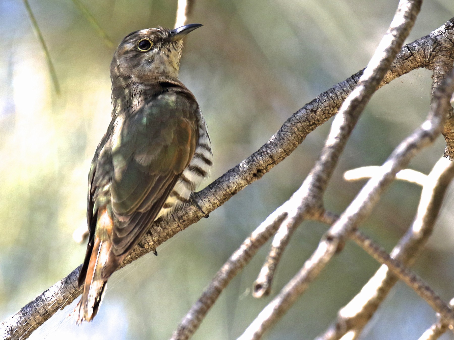 Little Bronze-Cuckoo - eBird