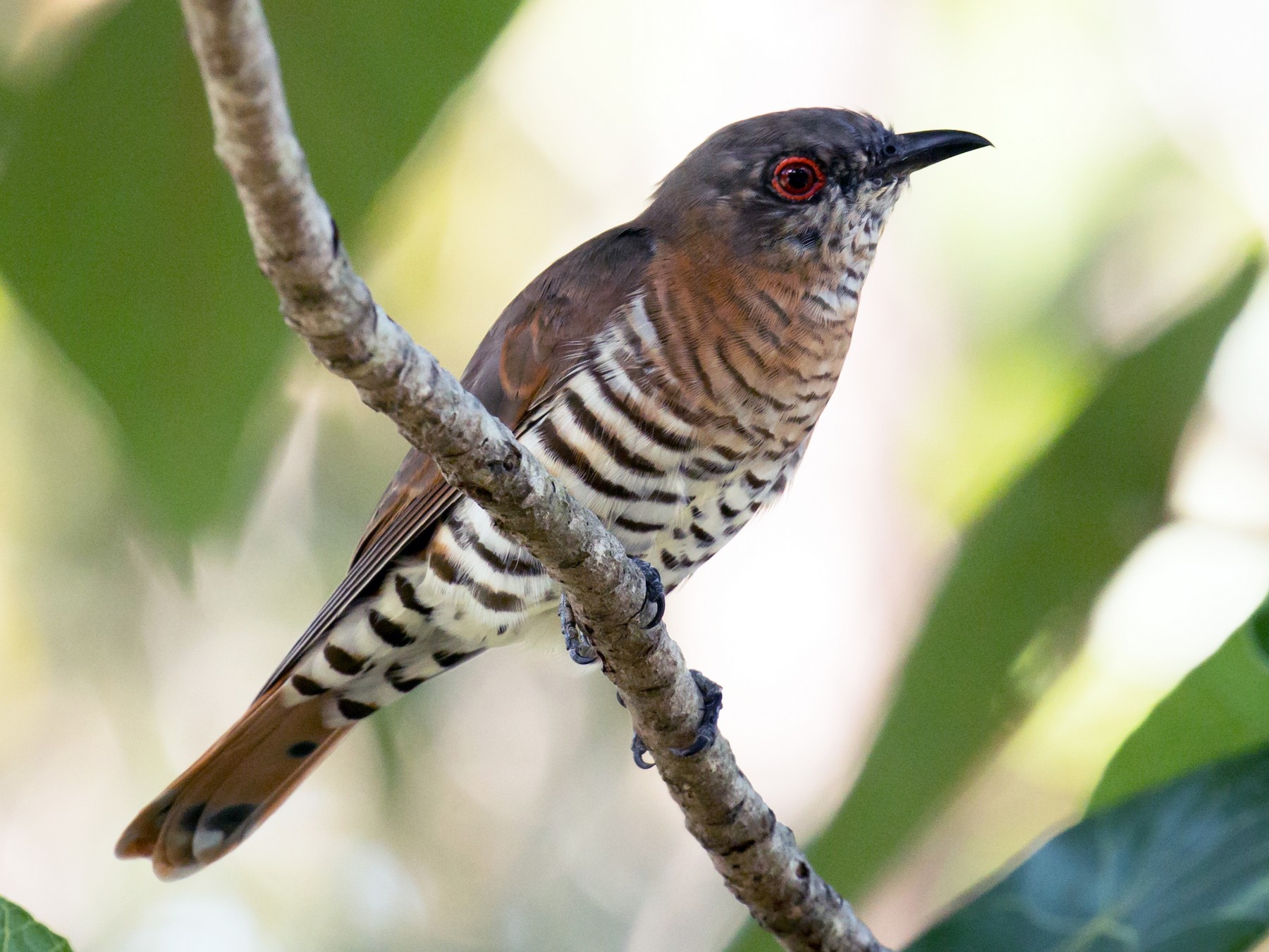 Little Bronze-Cuckoo - eBird