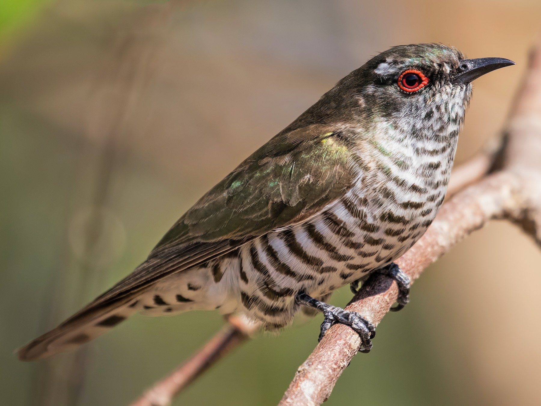 Little Bronze-Cuckoo - eBird