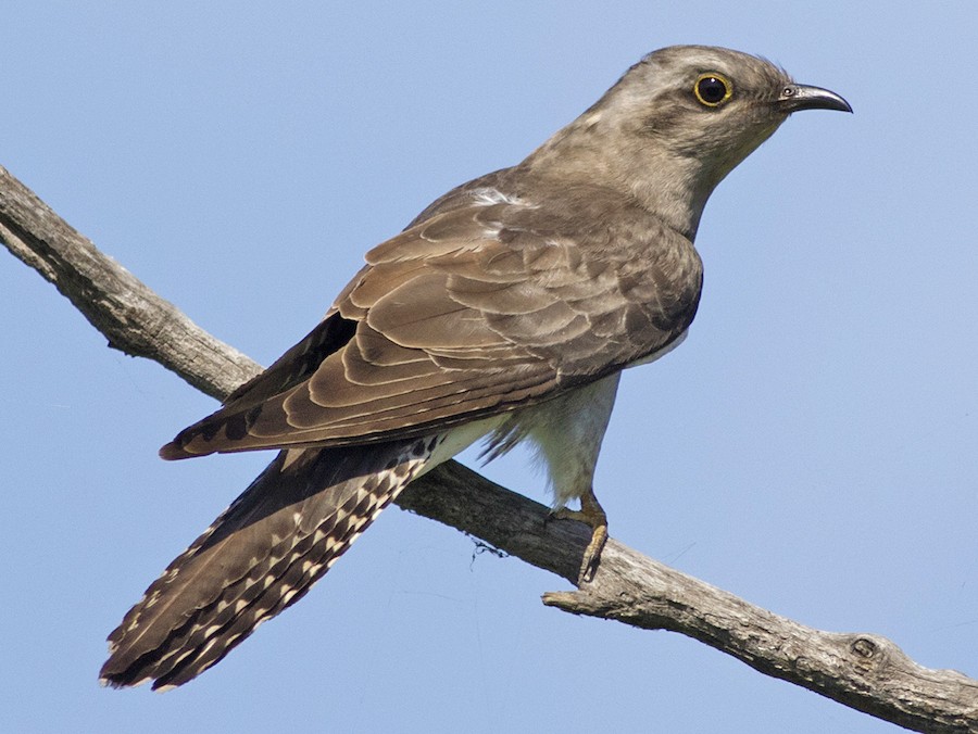 kukačka australská - eBird