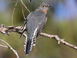 Fan-tailed Cuckoo - eBird