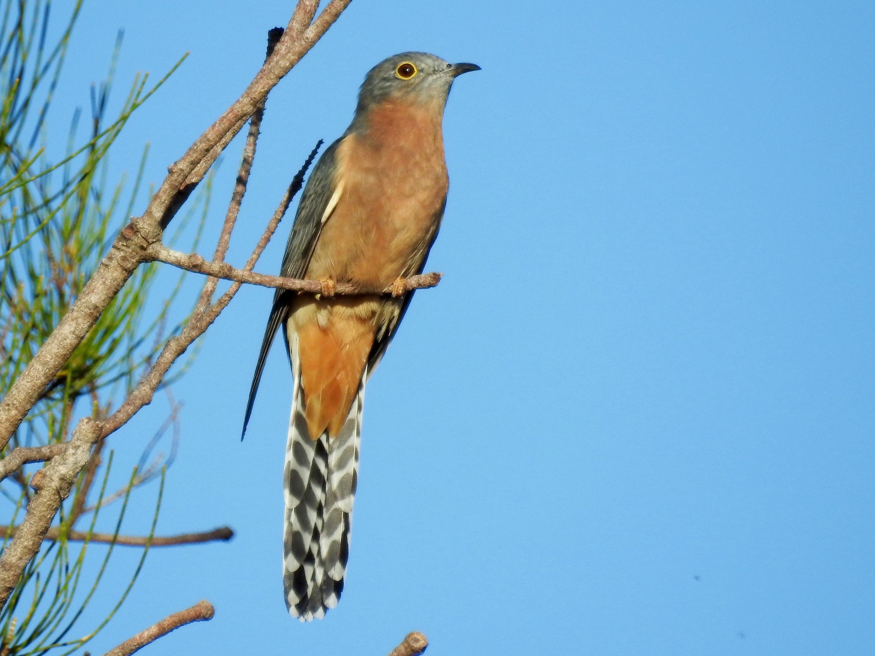 Fan-tailed Cuckoo - eBird