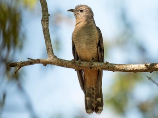 Sahul Brush Cuckoo - eBird