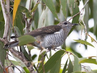 Sahul Brush Cuckoo - eBird