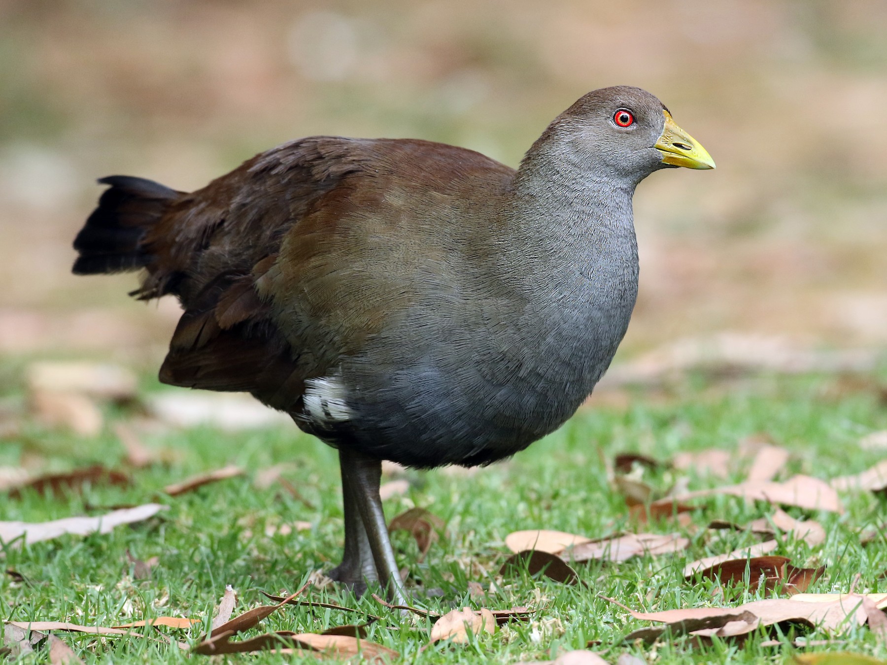 Tasmanian Nativehen - eBird