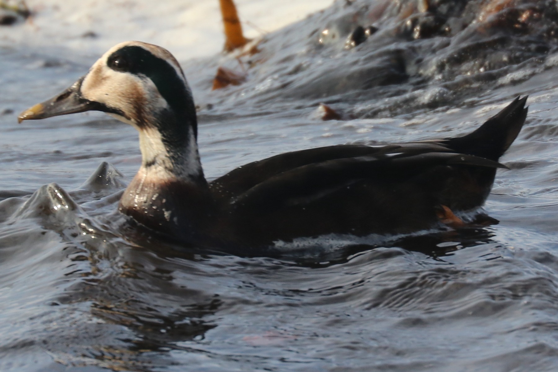 Mallard x Common Eider (hybrid) - eBird