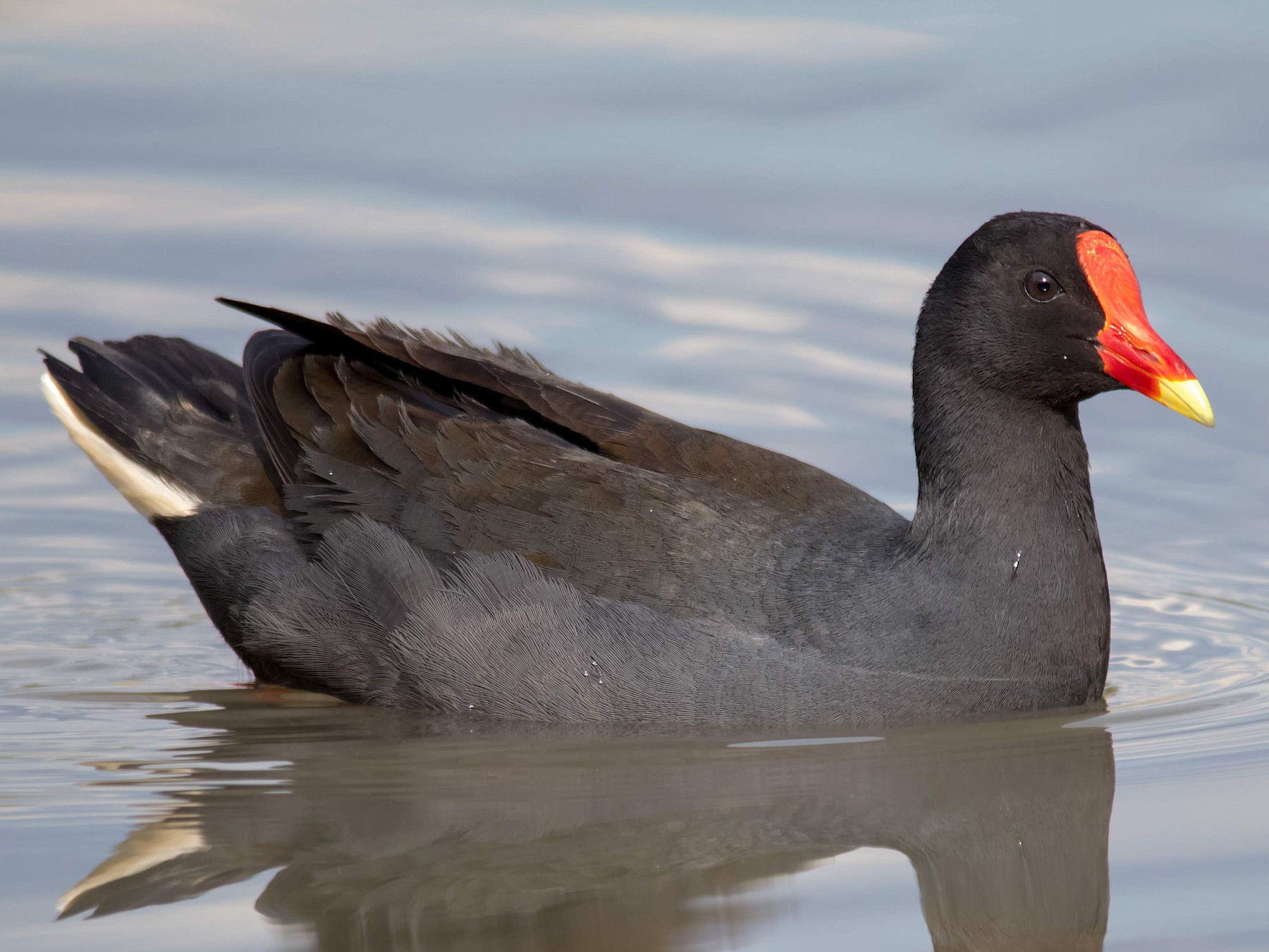 Dusky Moorhen - eBird