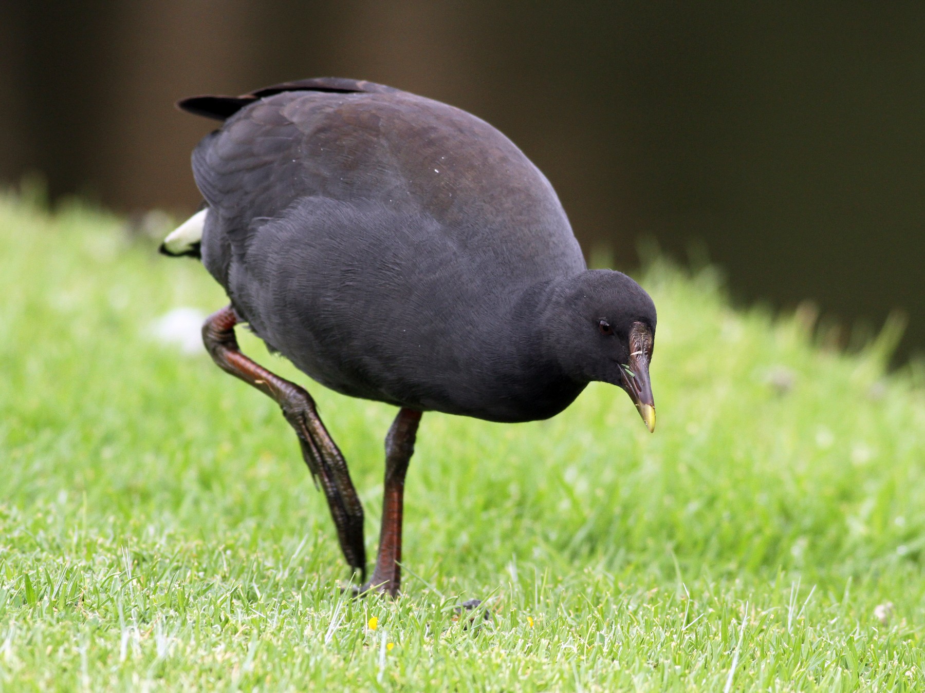 Dusky Moorhen - eBird