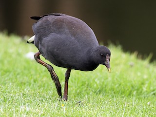 Dusky Moorhen - eBird