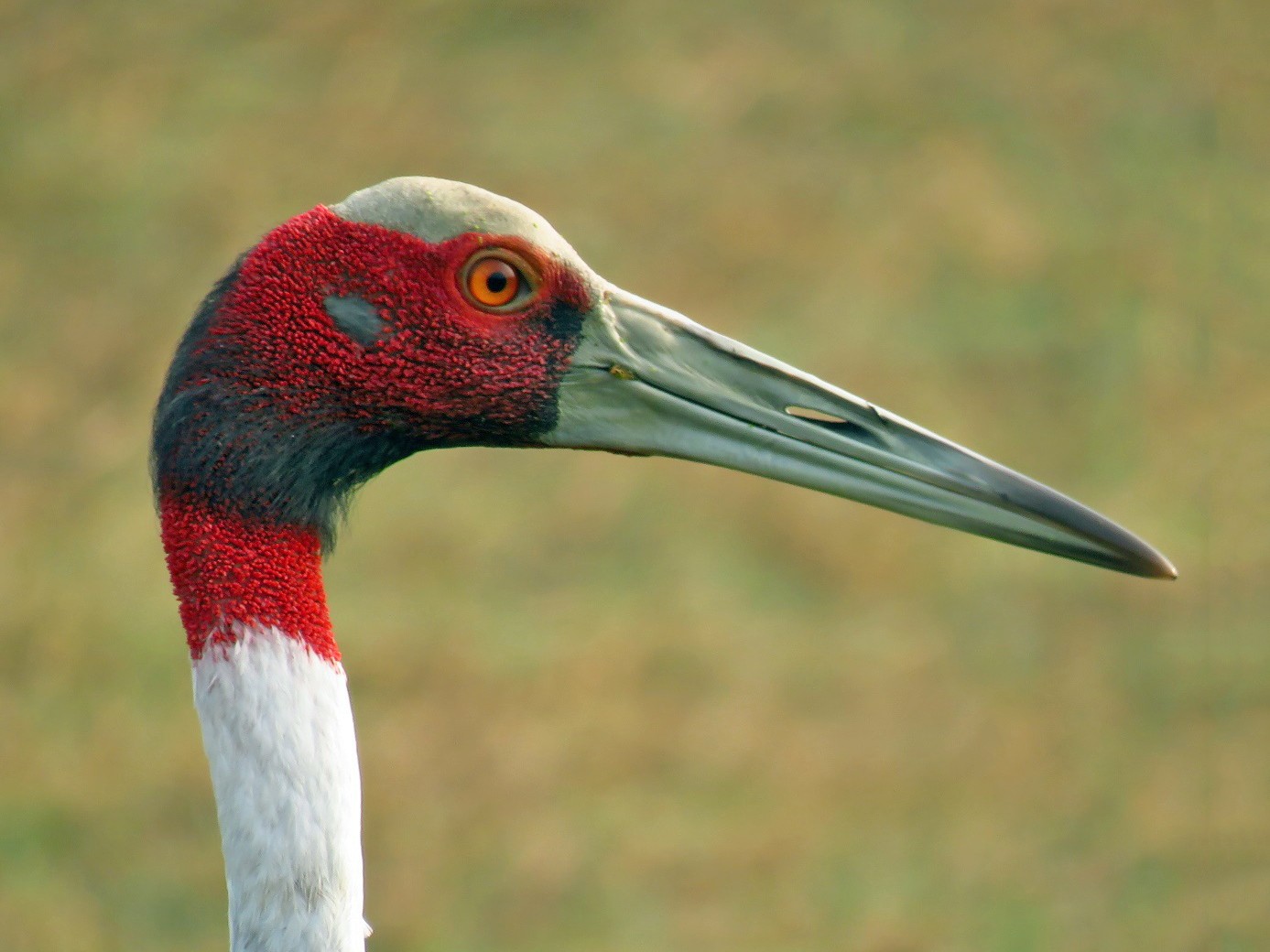 Sarus Crane - eBird
