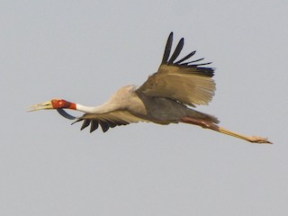 Sarus Crane - eBird
