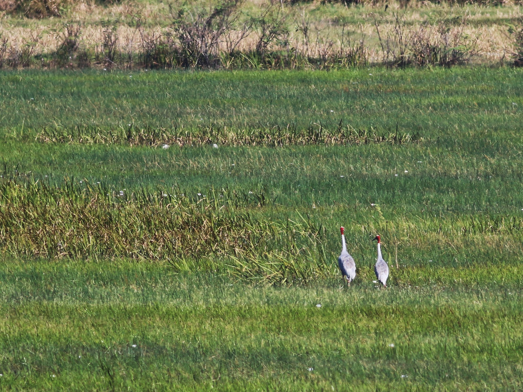 Sarus Crane - eBird
