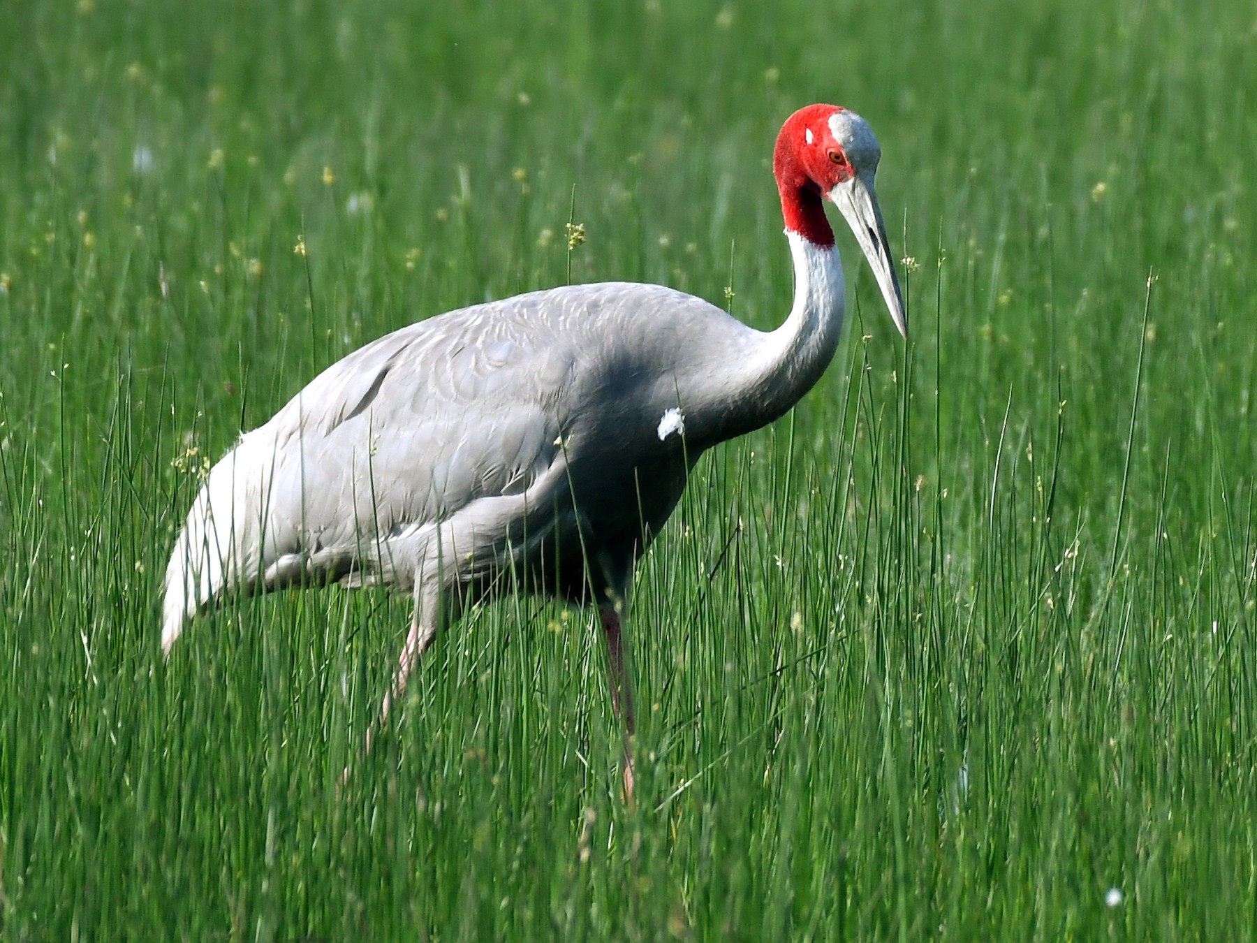 Sarus Crane - eBird
