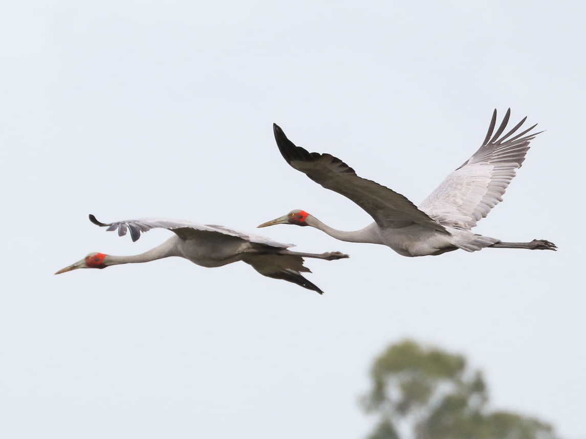 Brolga - eBird