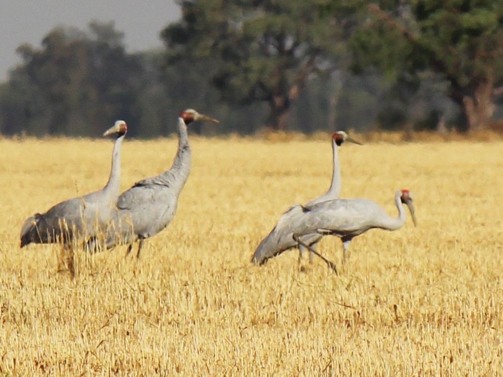 Brolga - eBird