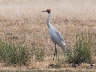 Brolga - eBird