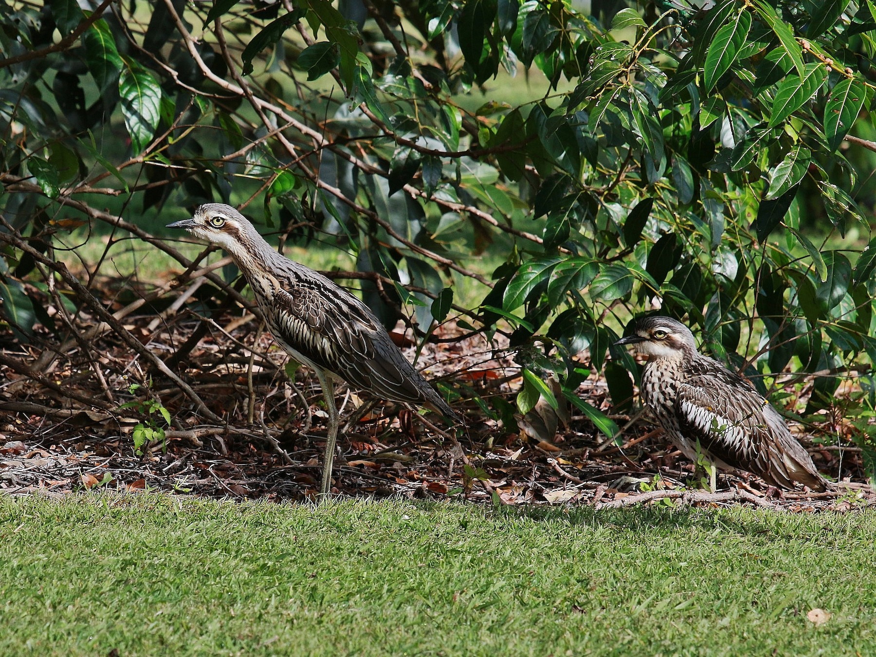 Bush Stone-curlew - eBird