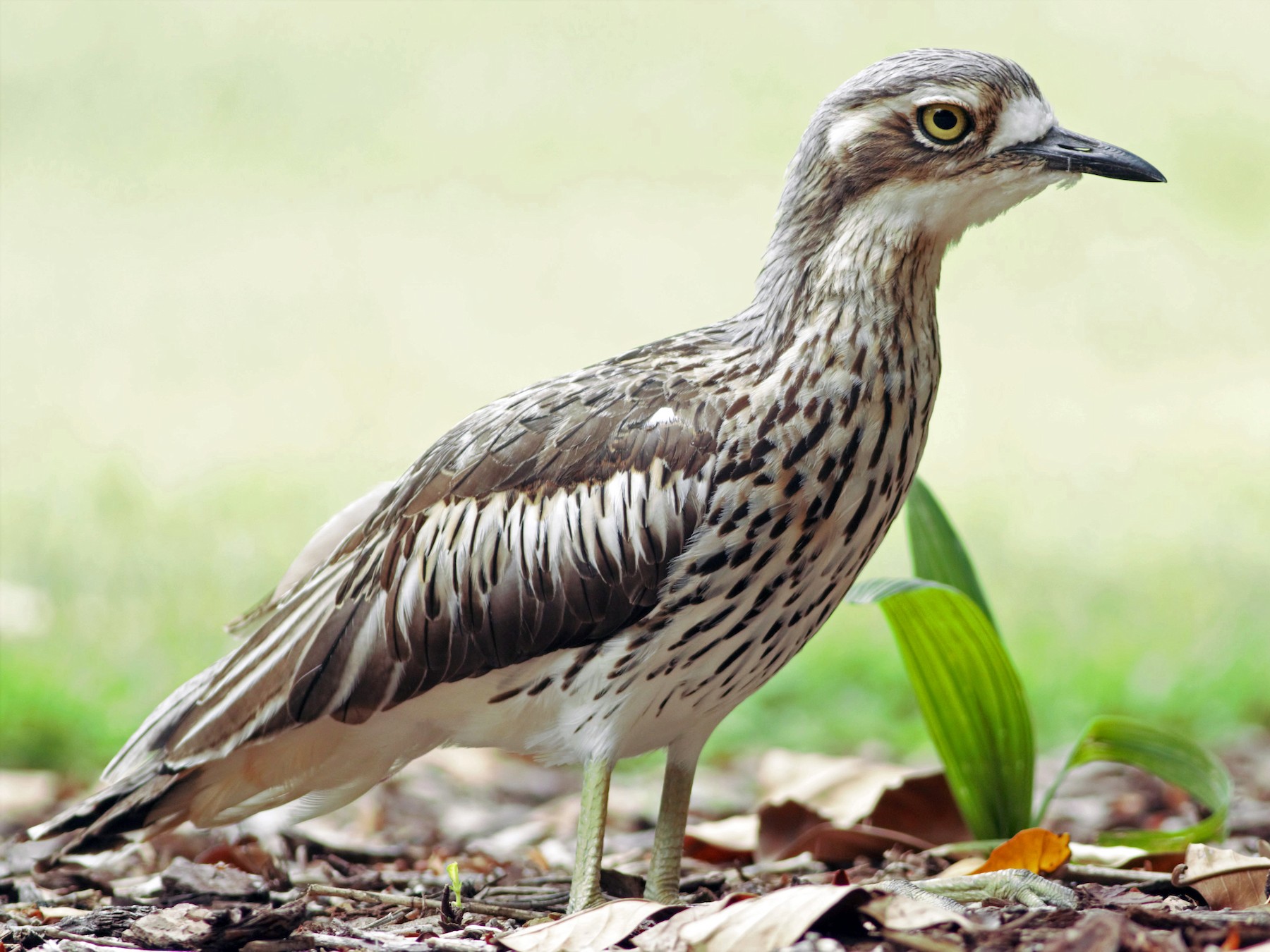 Bush Stone-curlew - eBird