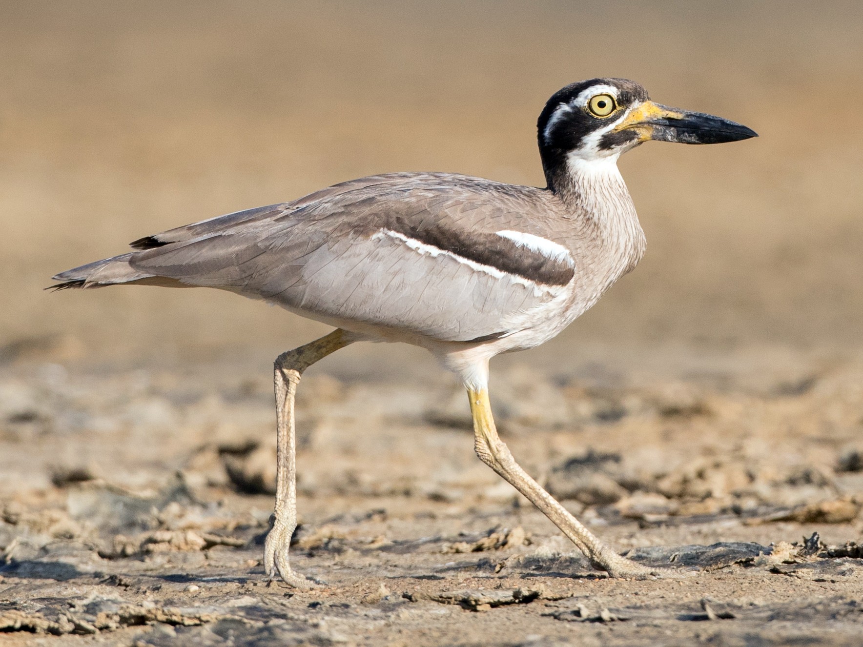 Beach Stone-curlew - eBird