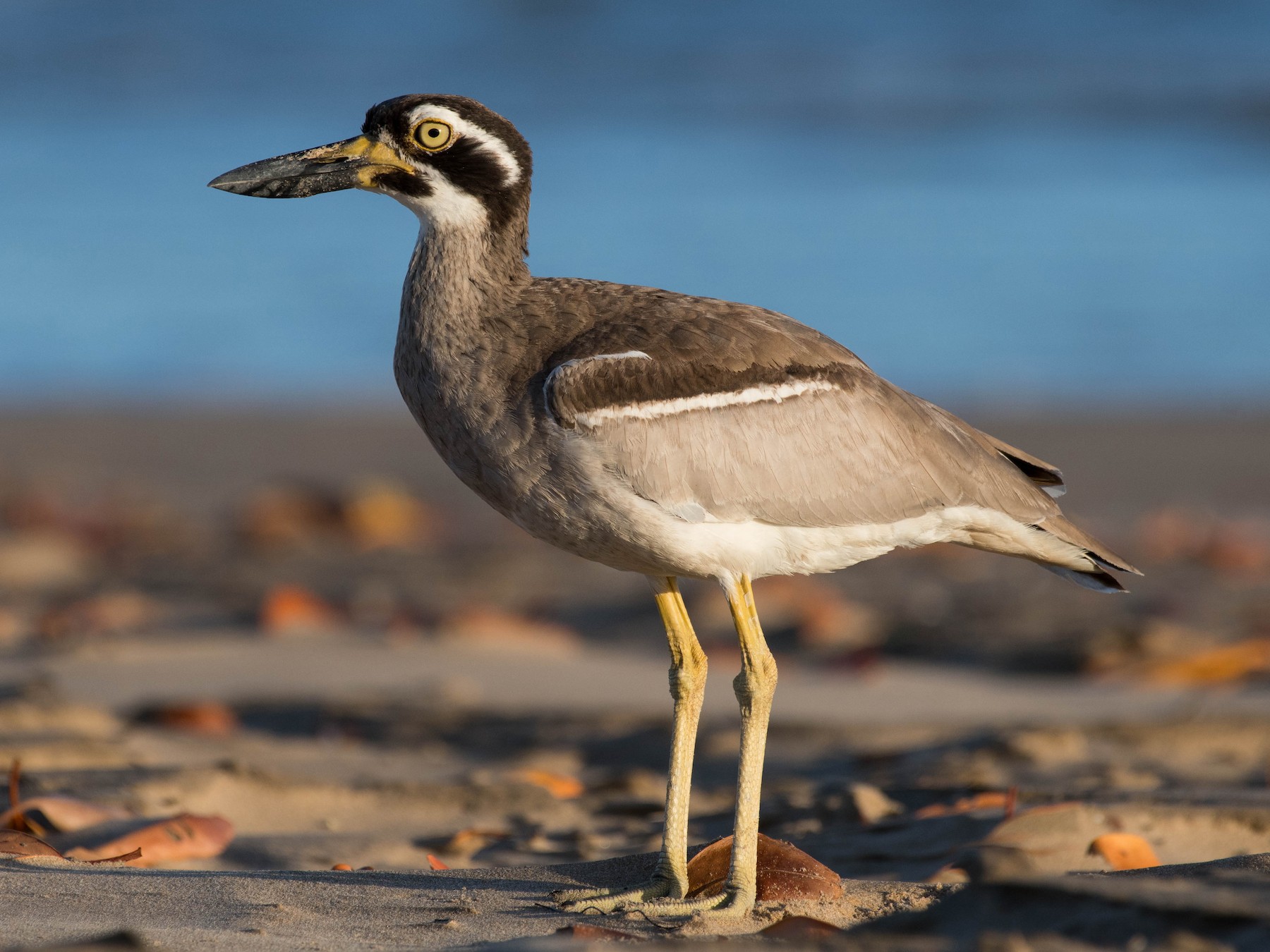 Beach Stone-curlew - eBird