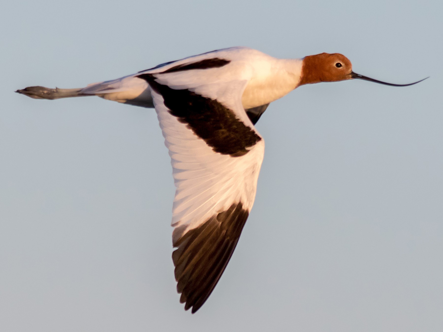 Red-necked Avocet - eBird