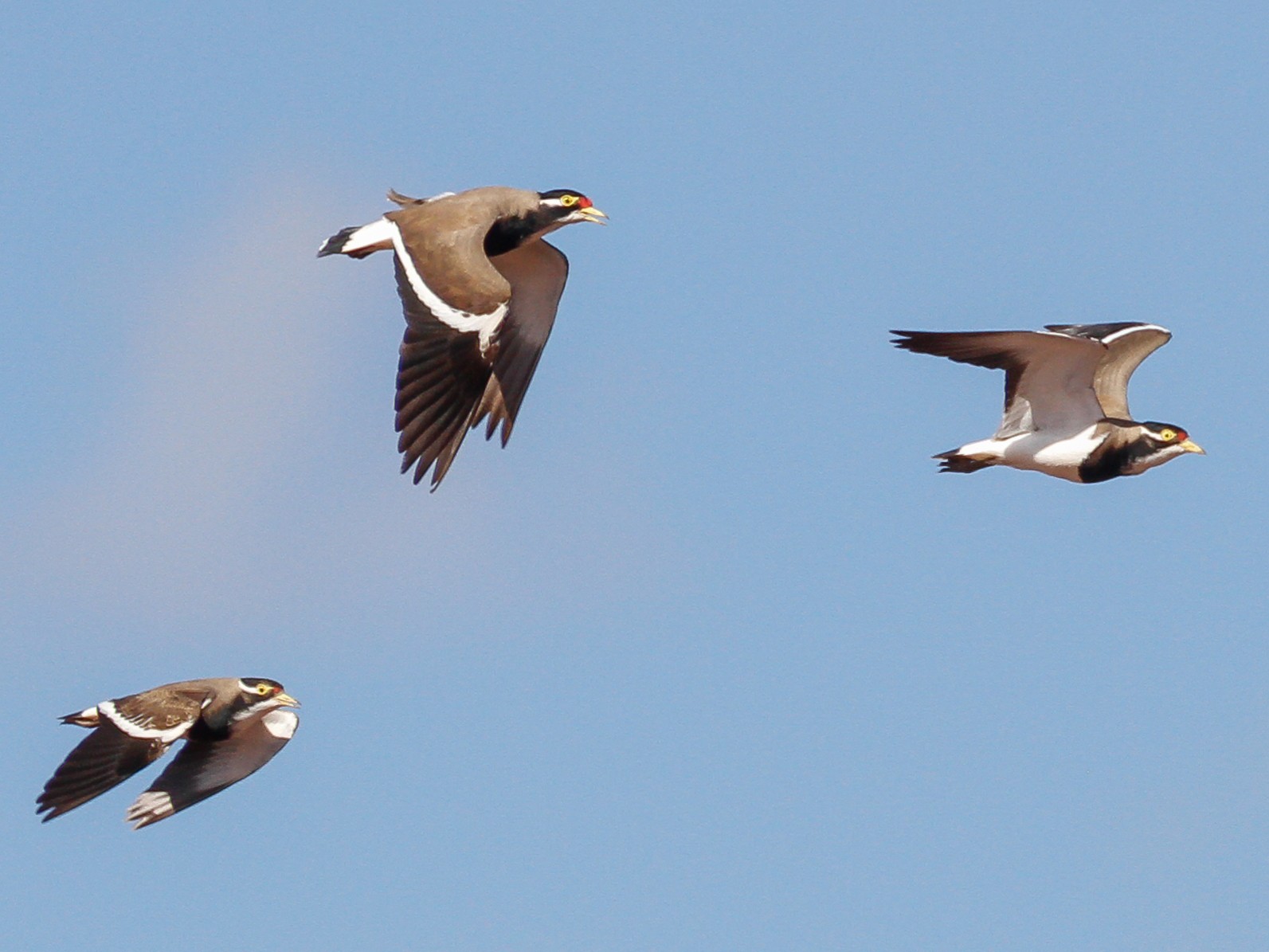 Banded Lapwing - eBird