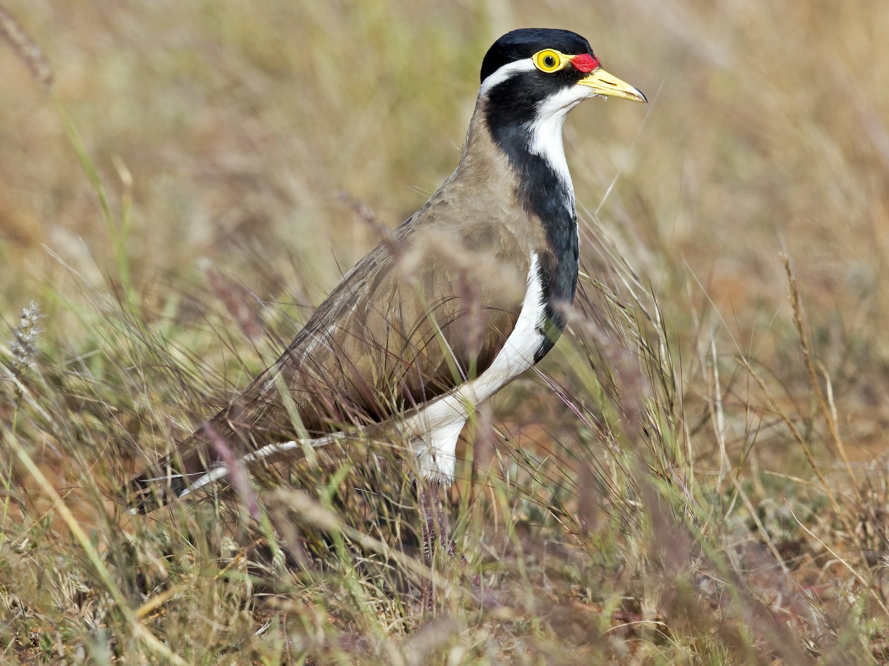 Banded Lapwing - eBird