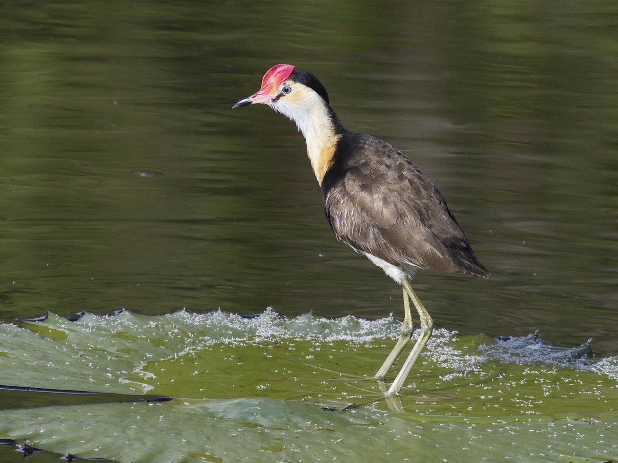 Comb-crested Jacana - eBird