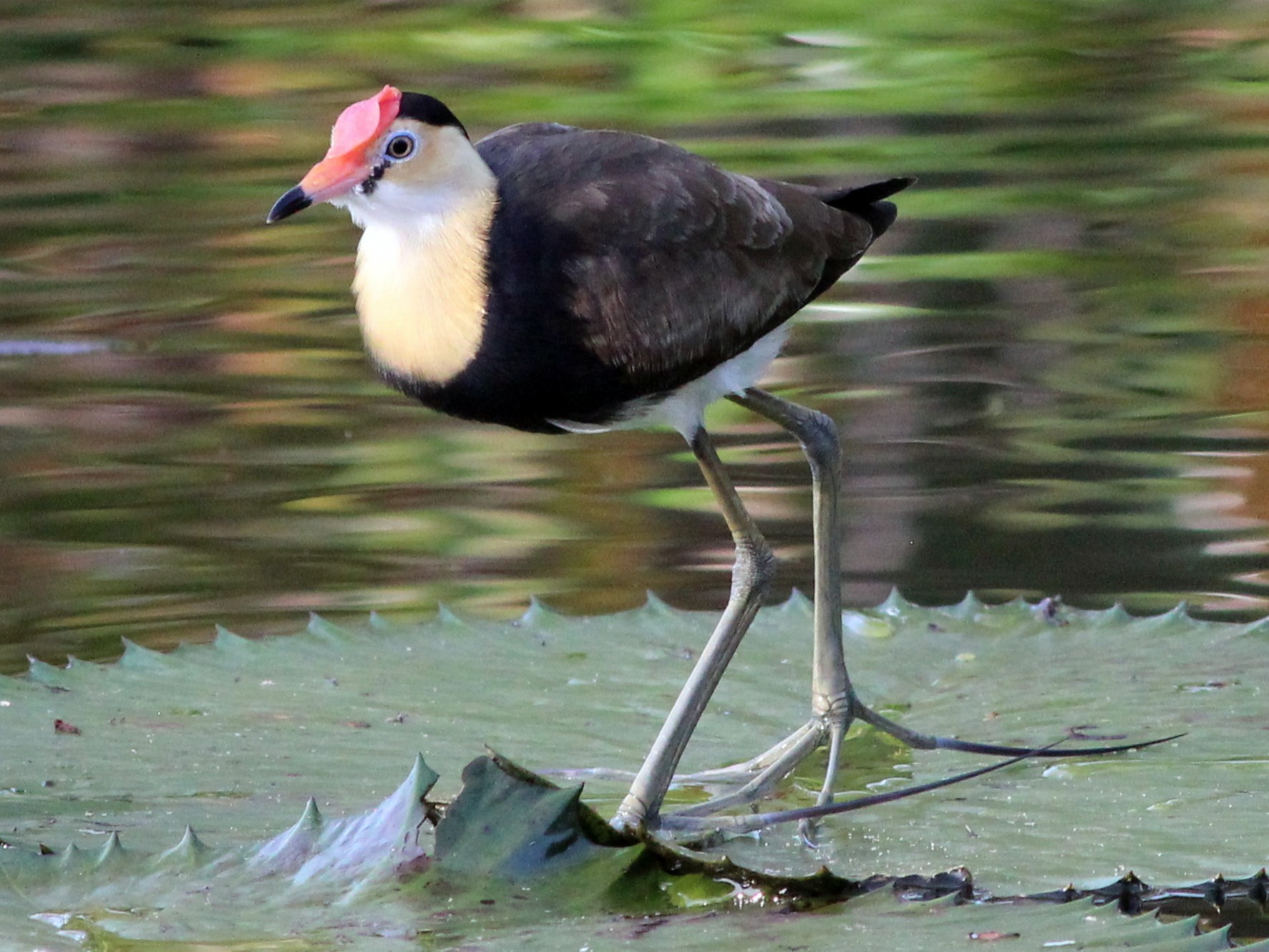 Comb-crested Jacana - eBird
