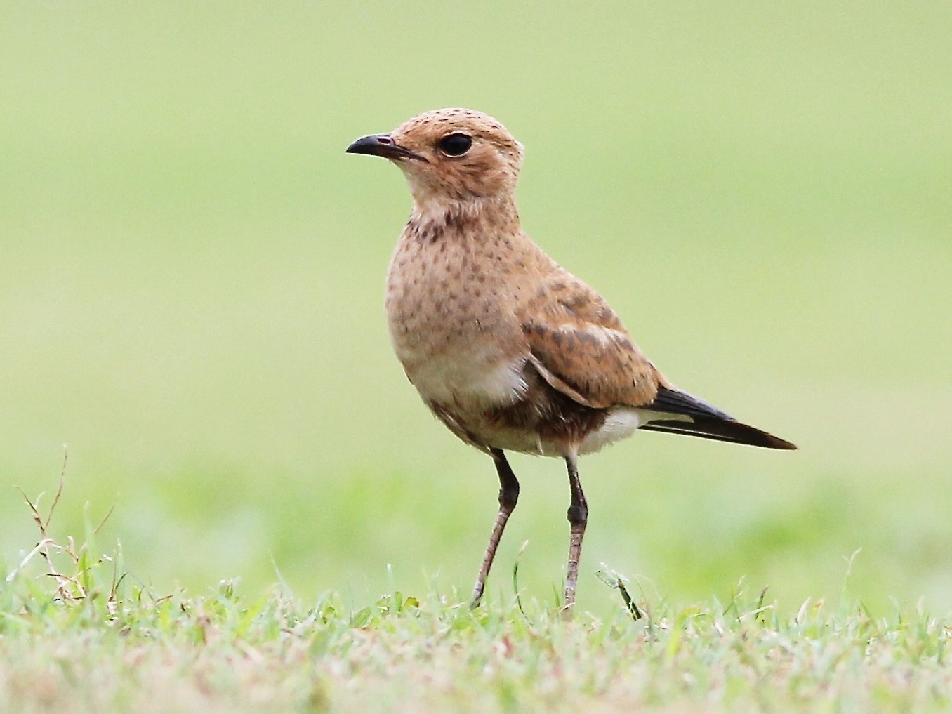 Australian Pratincole - eBird