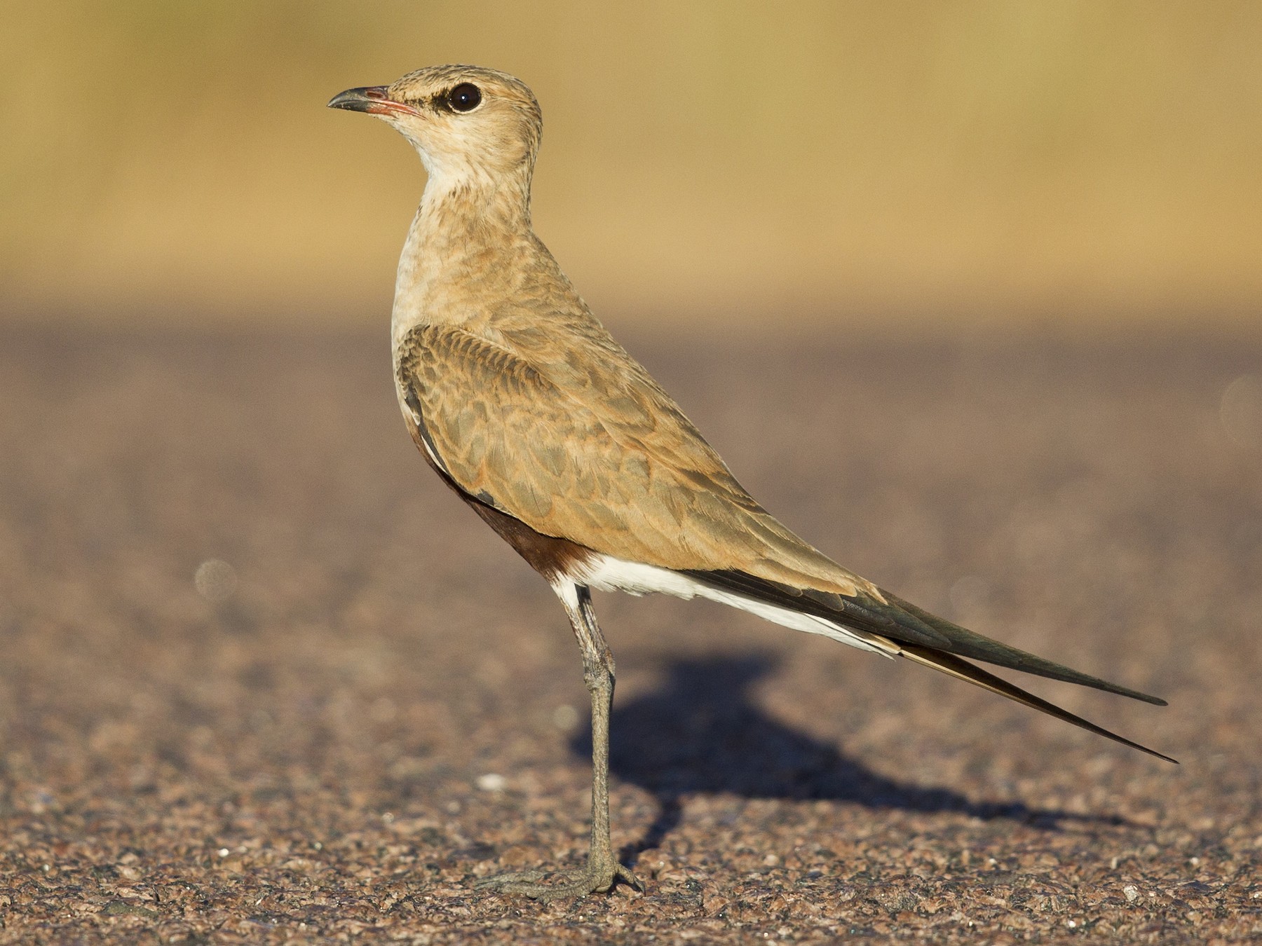 Australian Pratincole - eBird
