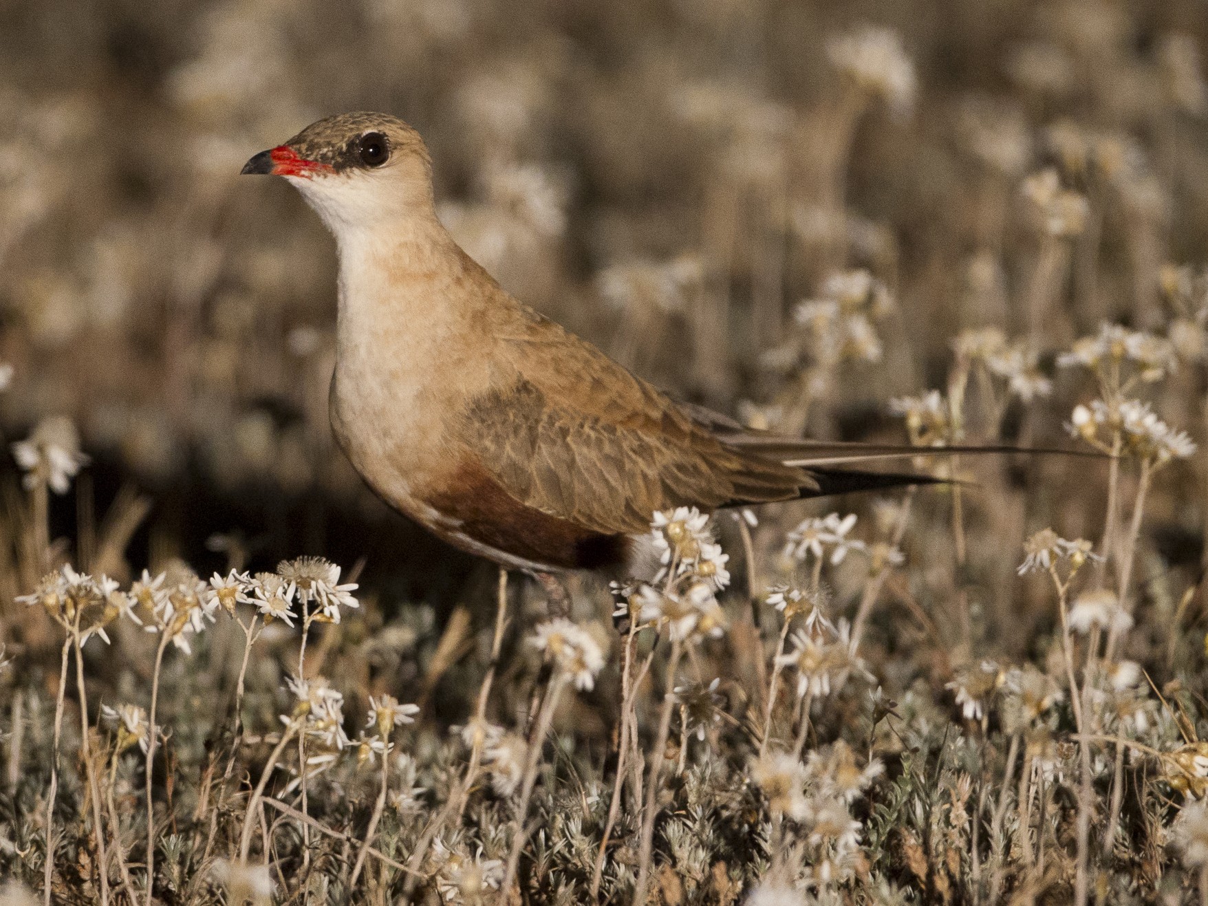 Australian Pratincole - eBird