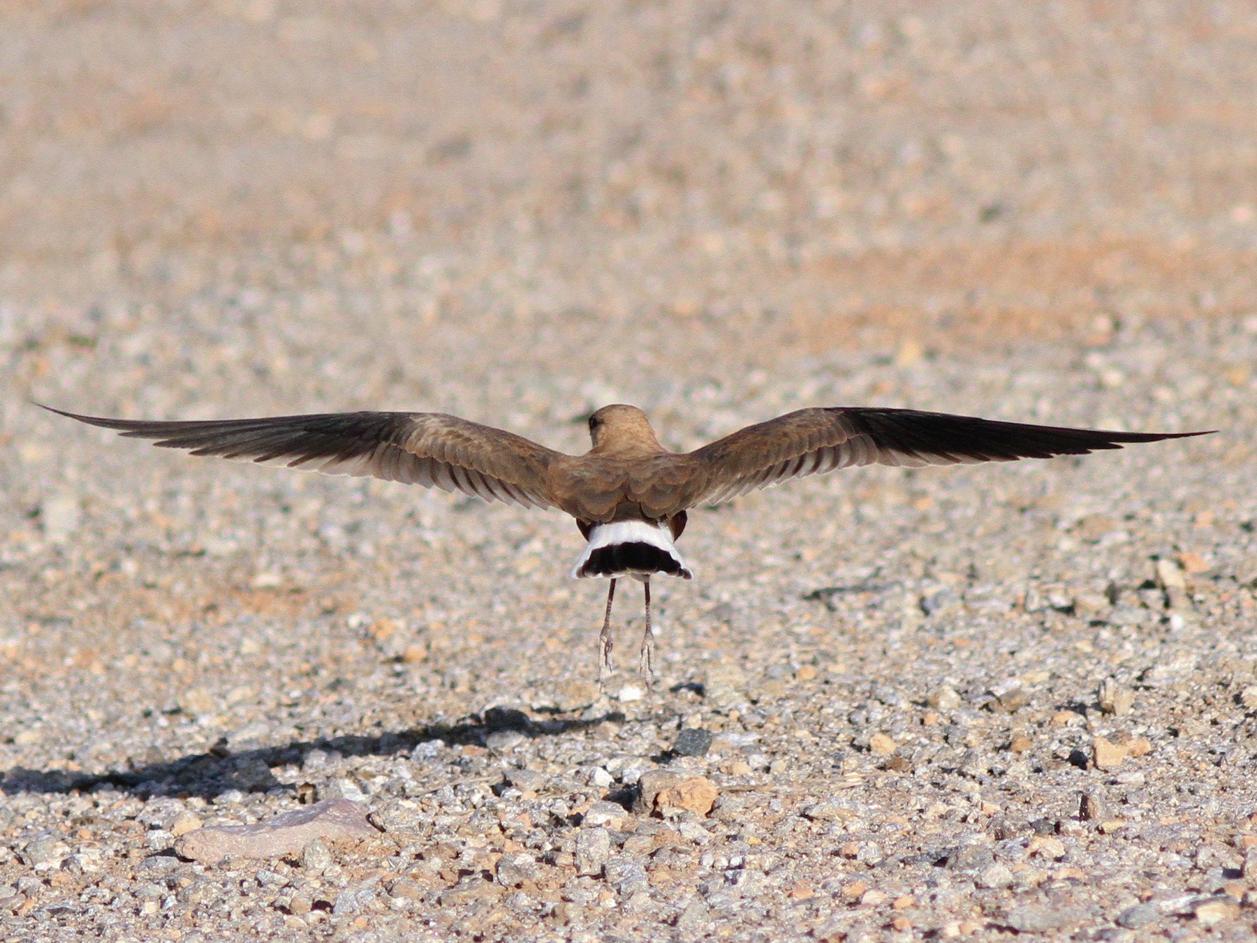 Australian Pratincole - eBird