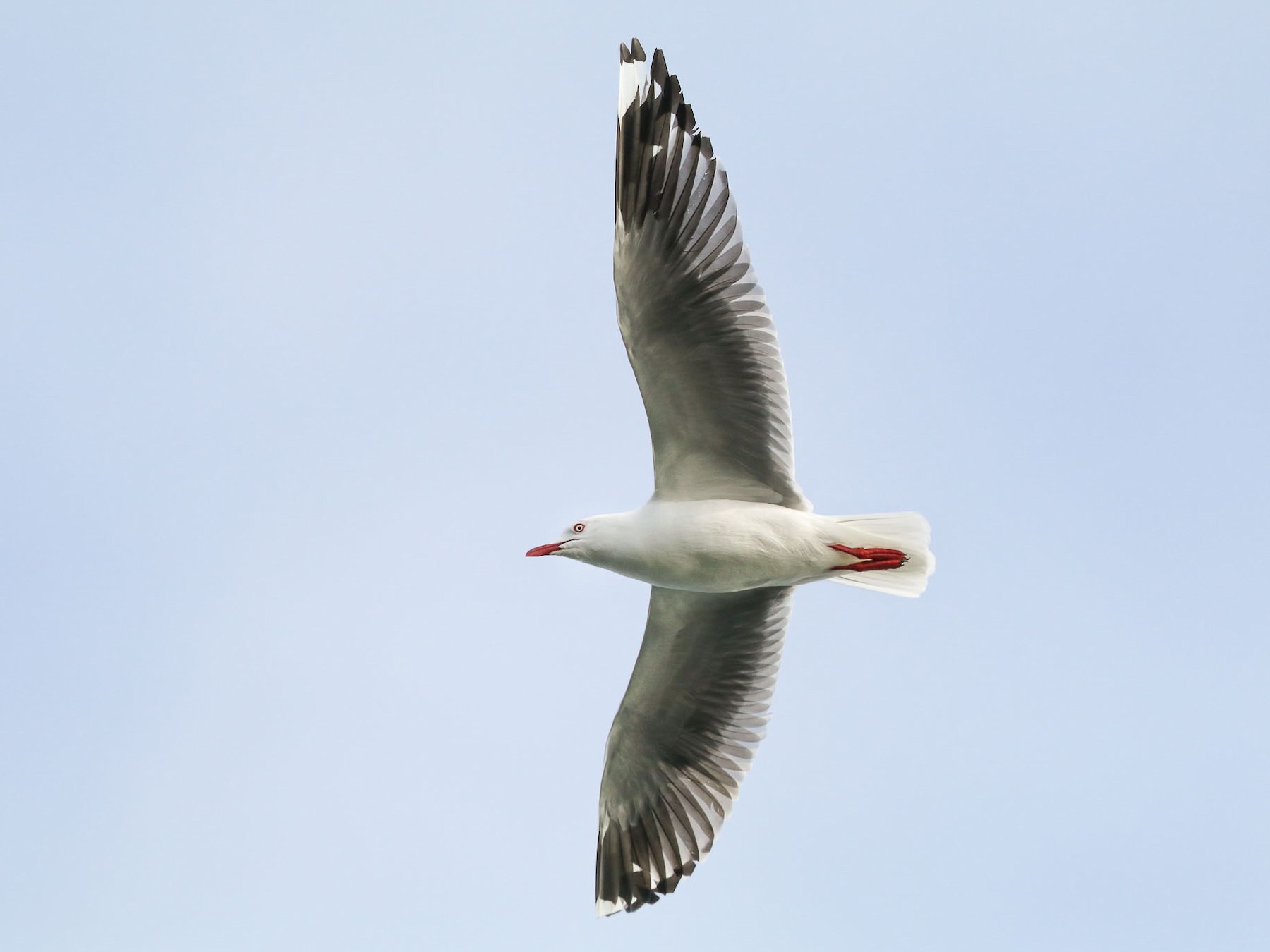 Silver Gull (Silver) - eBird