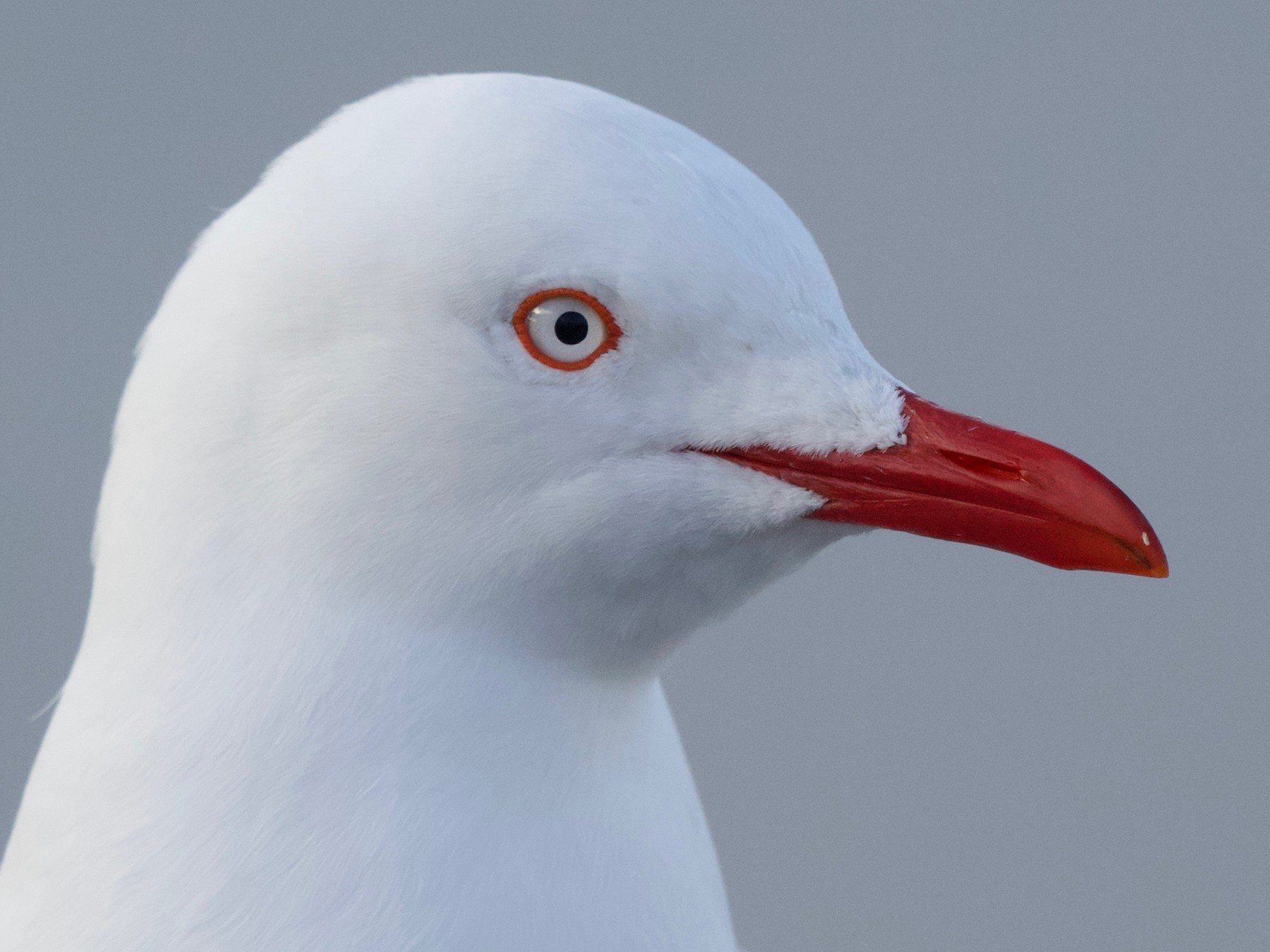 Silver Gull (Silver) - eBird