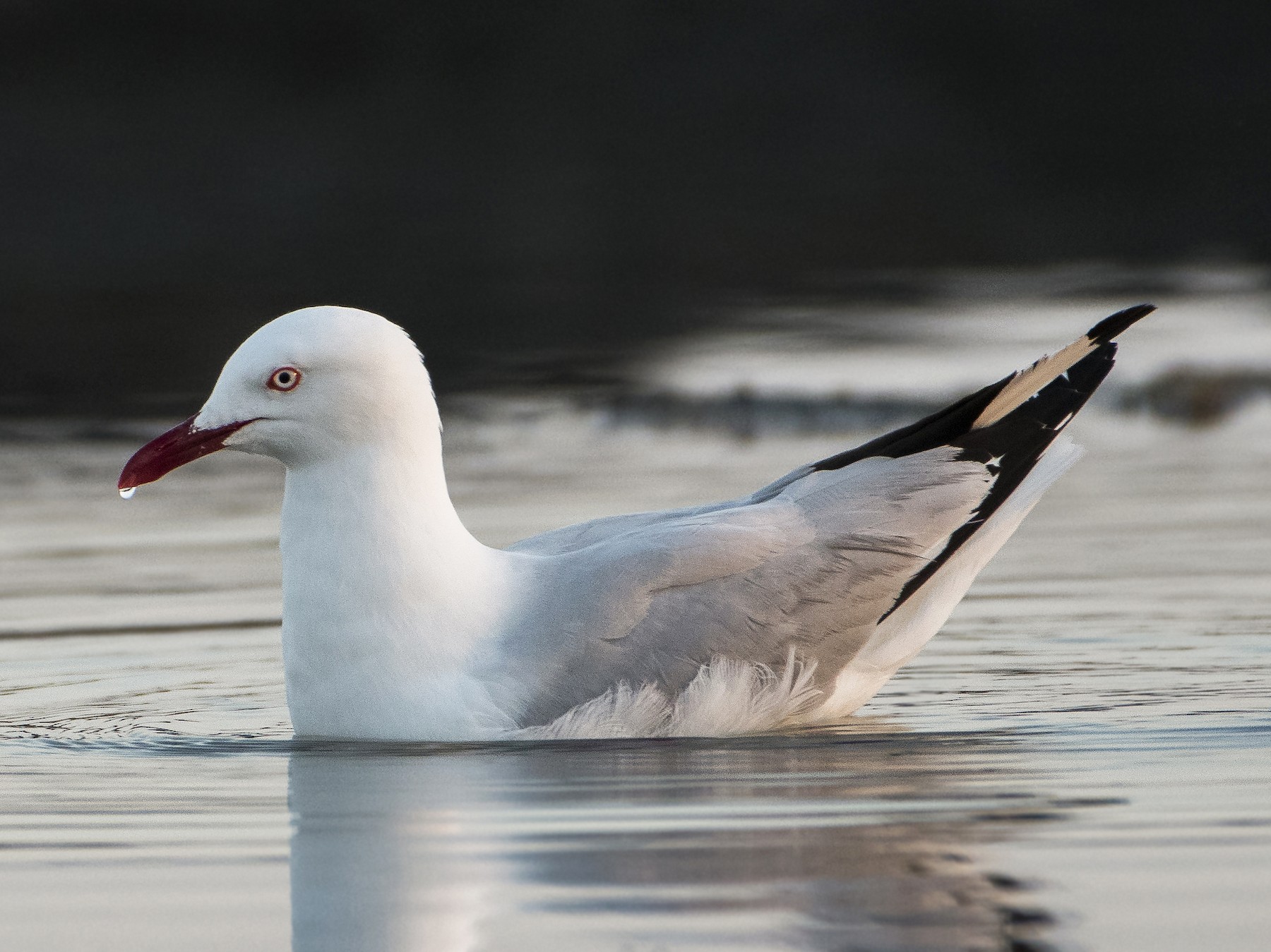 Silver Gull (Silver) - eBird