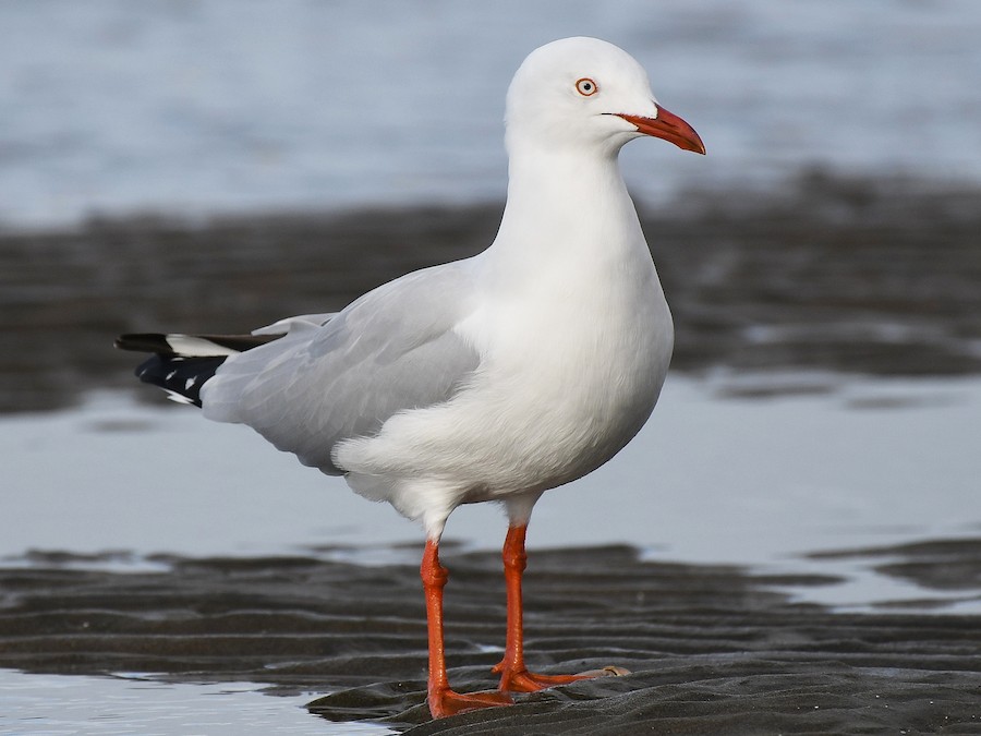 Silver Gull (Silver) - eBird