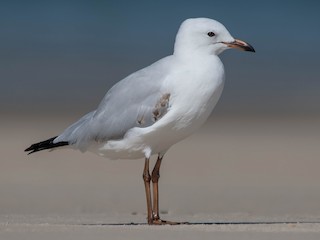 Silver Gull - eBird