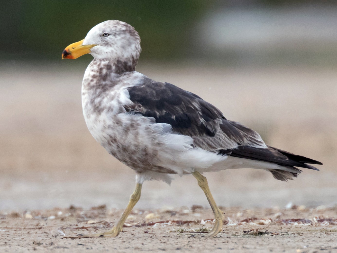 Pacific Gull - eBird